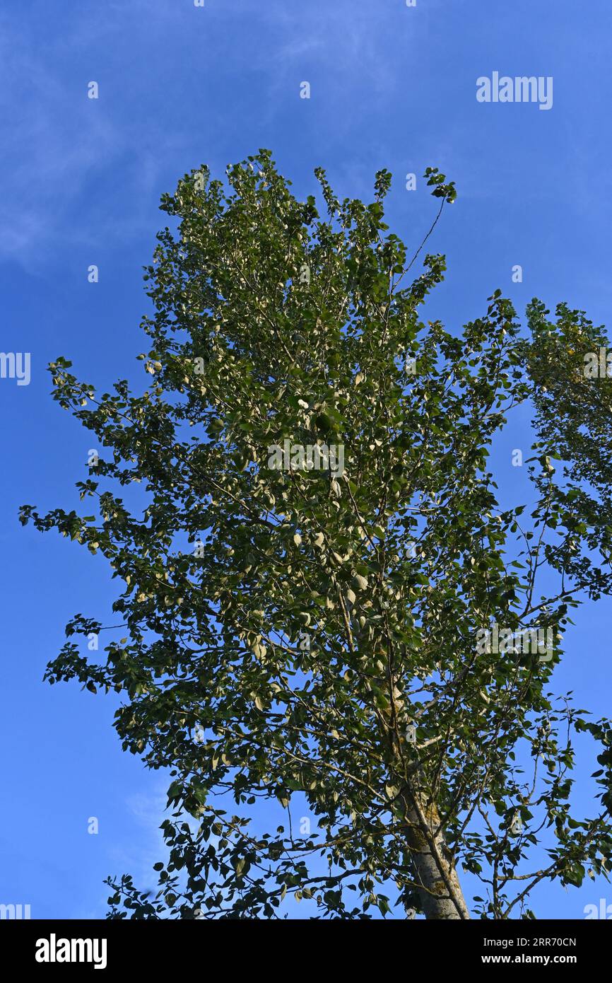 Black cottonwood hi-res stock photography and images - Alamy