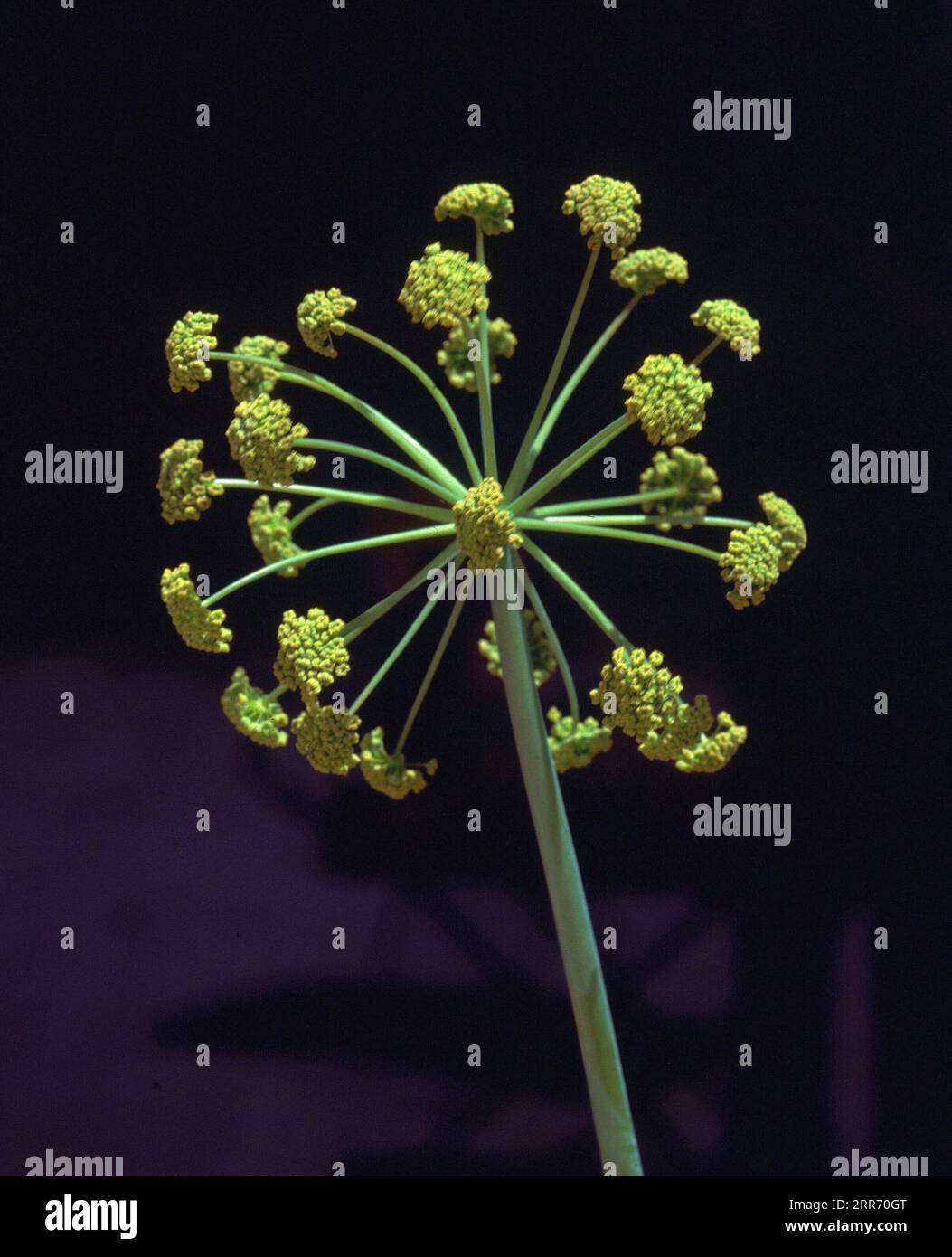 Asafetida hi-res stock photography and images - Alamy