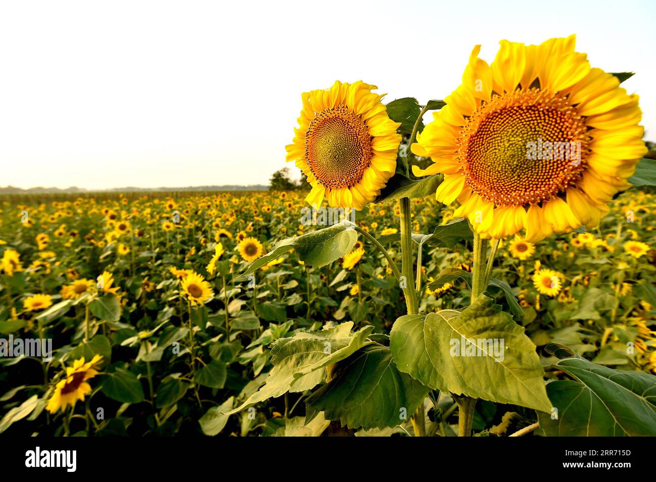 Bangladesh sunflower hi-res stock photography and images - Alamy