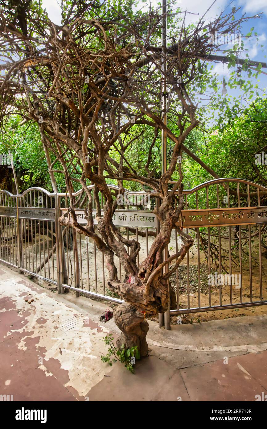 Trees inside Nidhivan. It is one of the Most holy, mysterious and ...