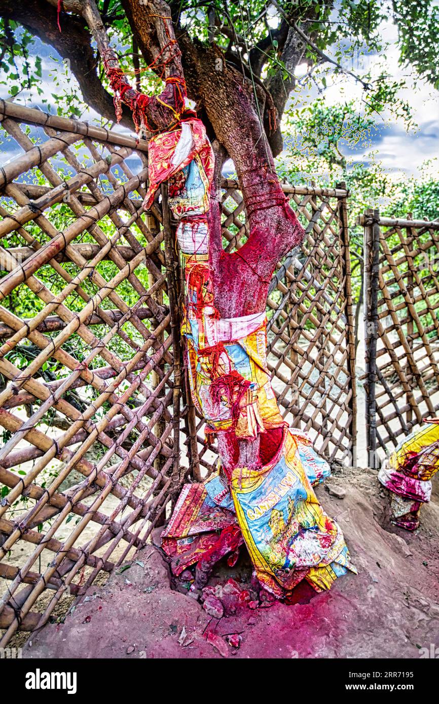 Sindoor on a tree inside Nidhivan. It is one of the Most holy ...