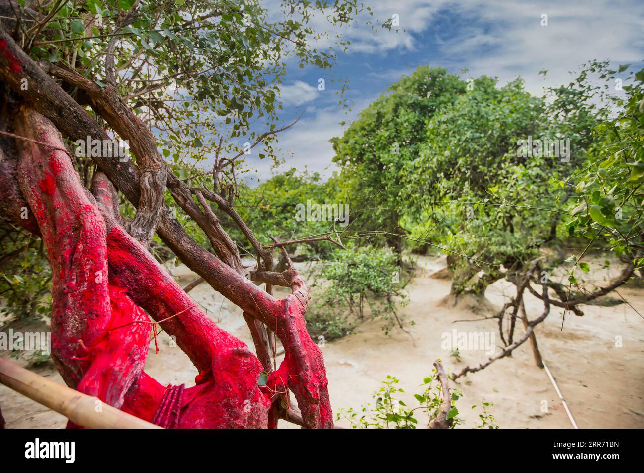 Sindoor on a tree inside Nidhivan. It is one of the Most holy ...