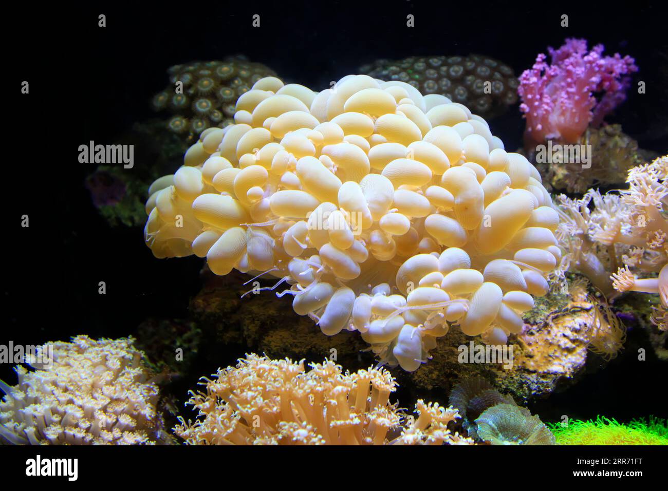 Corals in an aquarium Stock Photo - Alamy