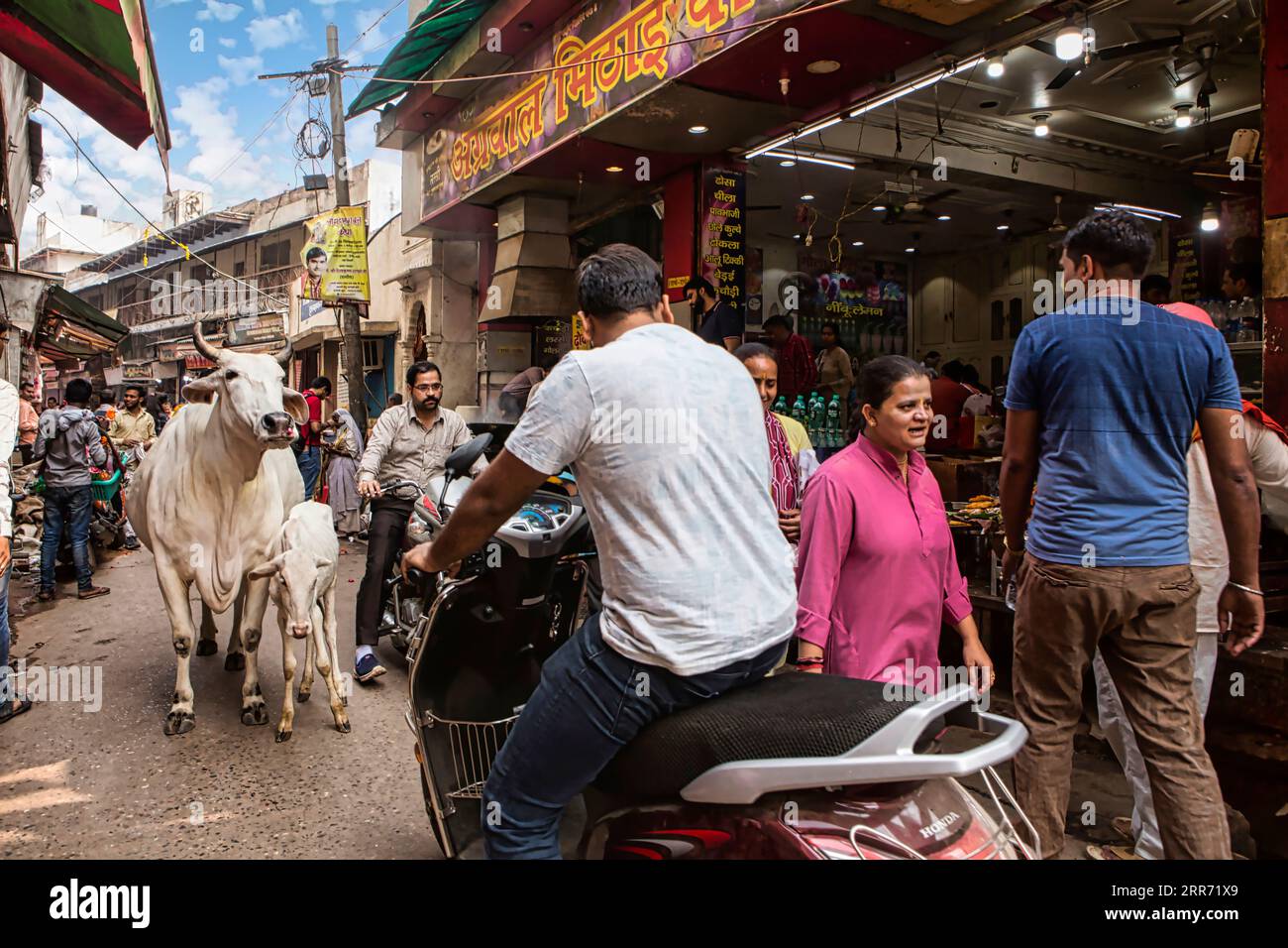 Vrindavan, Mathura, October 19th 2020: A cow with her calf walking in ...
