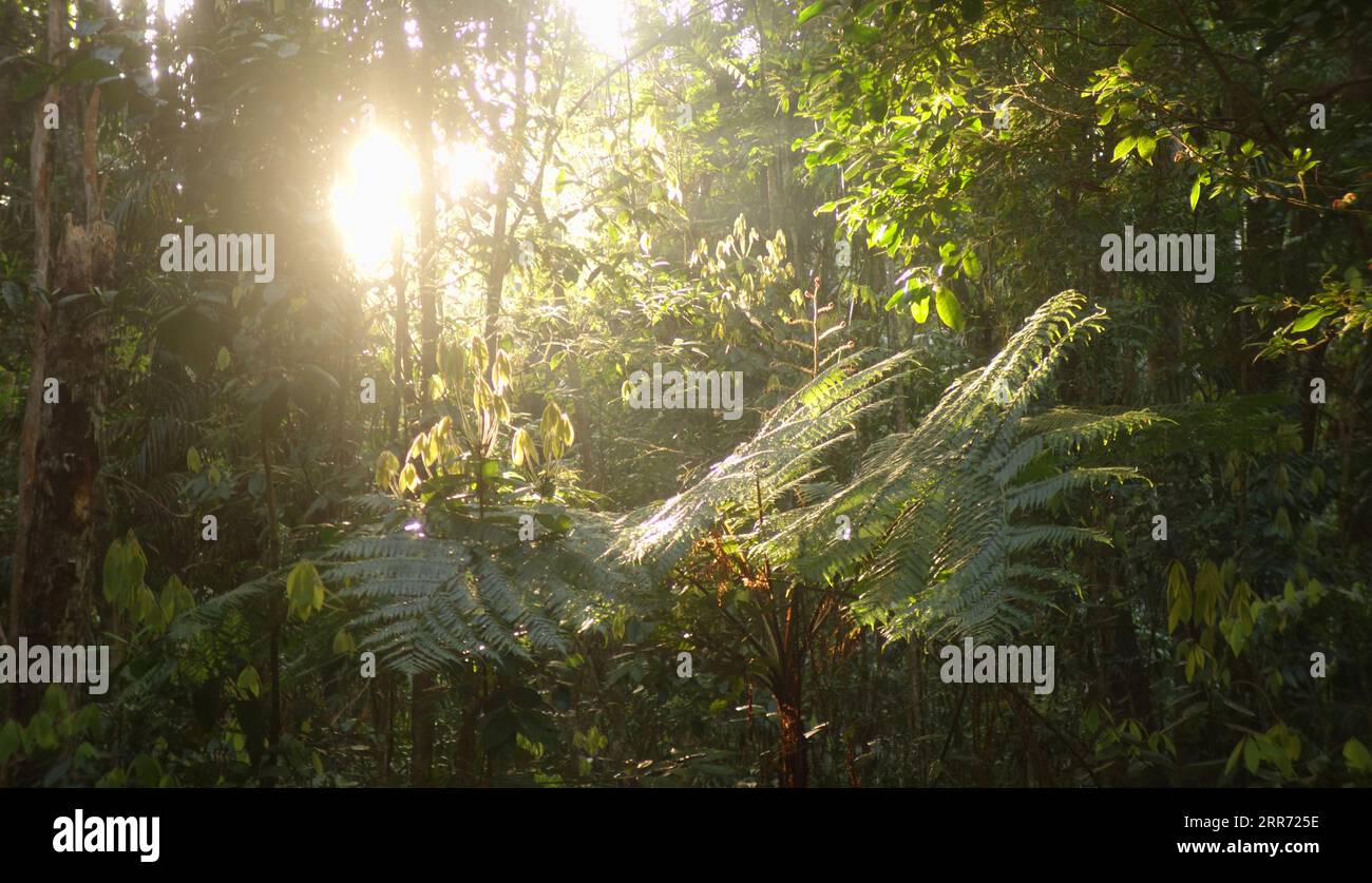 Rainforest with tree ferns hi-res stock photography and images - Alamy
