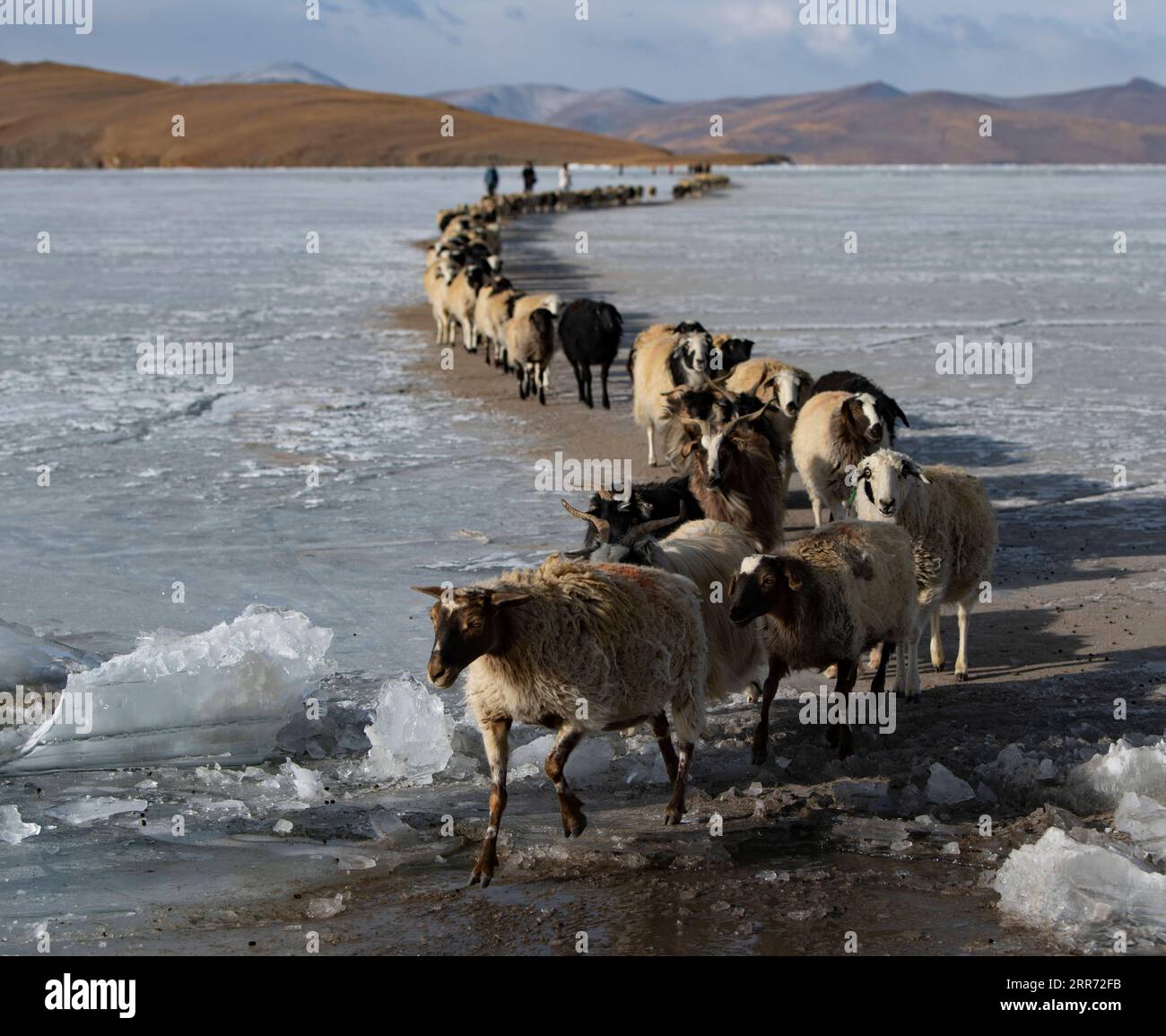Tibet herd spring migration hi-res stock photography and images - Alamy