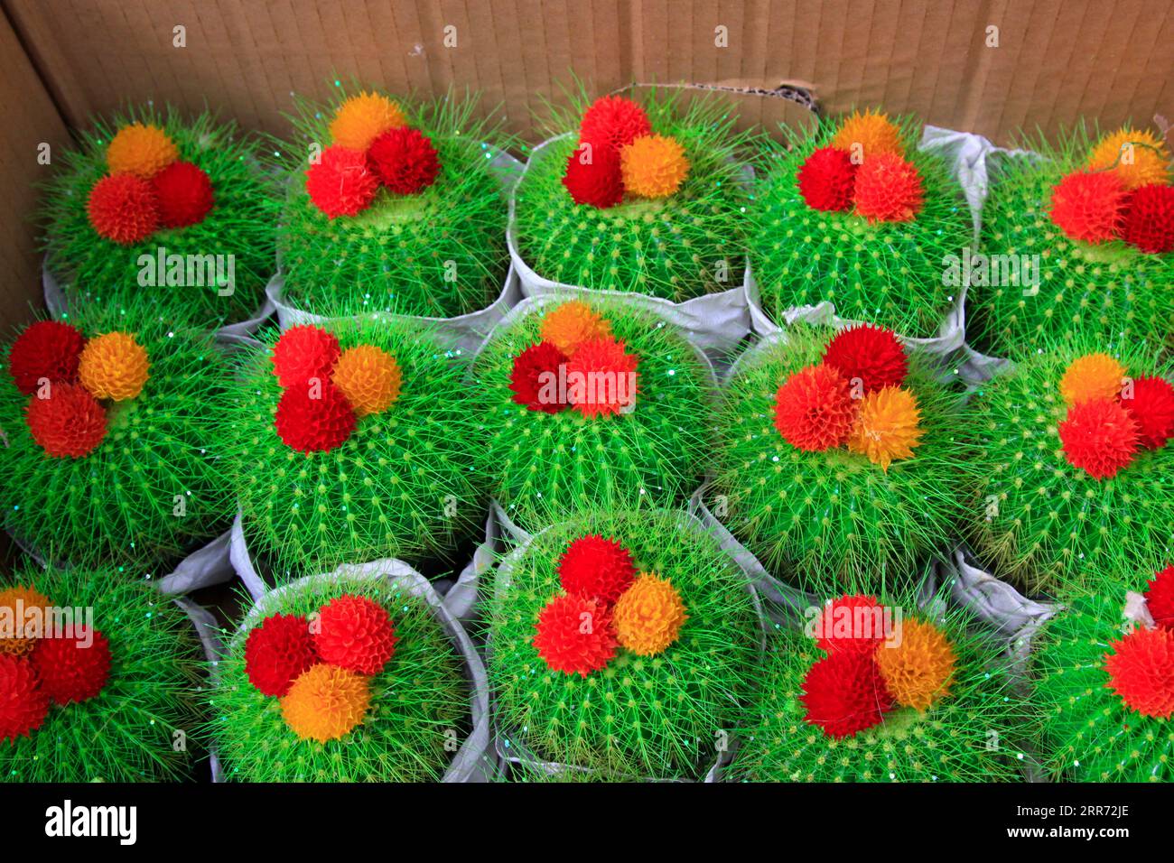 Class plants hi-res stock photography and images - Alamy