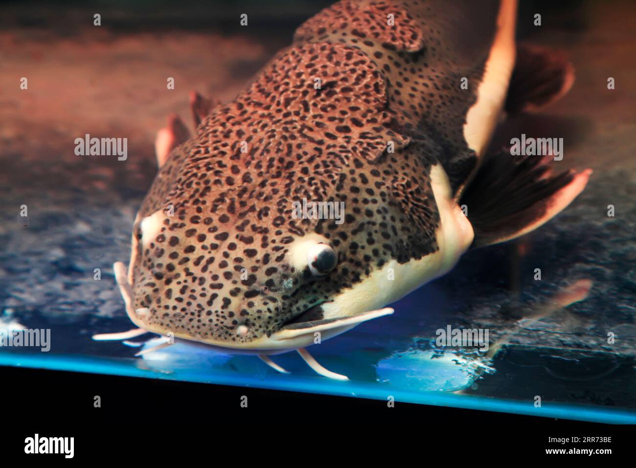 Catfish habitat hi-res stock photography and images - Alamy