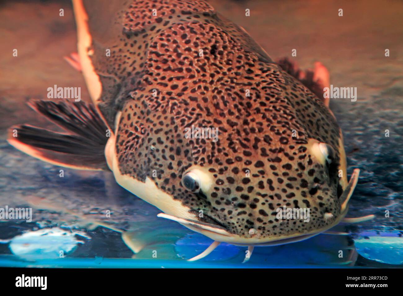 Catfish habitat hi-res stock photography and images - Alamy