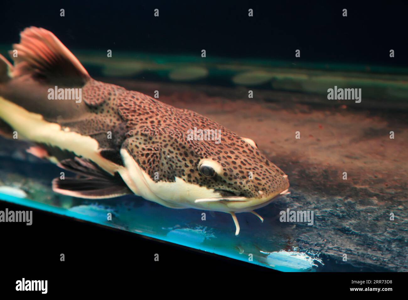 Catfish habitat hi-res stock photography and images - Alamy