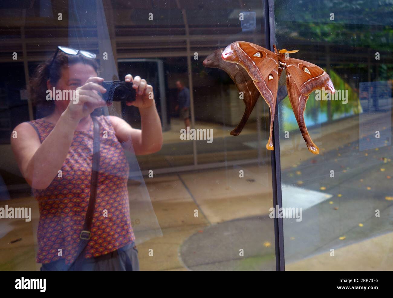 Woman photographing male Hercules moth (Coscinocera hercules), perched ...