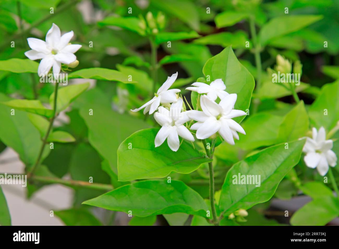 arabian jasmine flower Stock Photo - Alamy