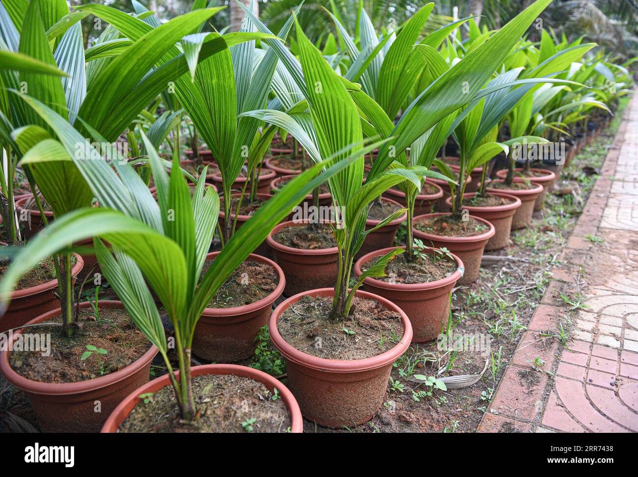 Dwarf coconuts hi-res stock photography and images - Alamy