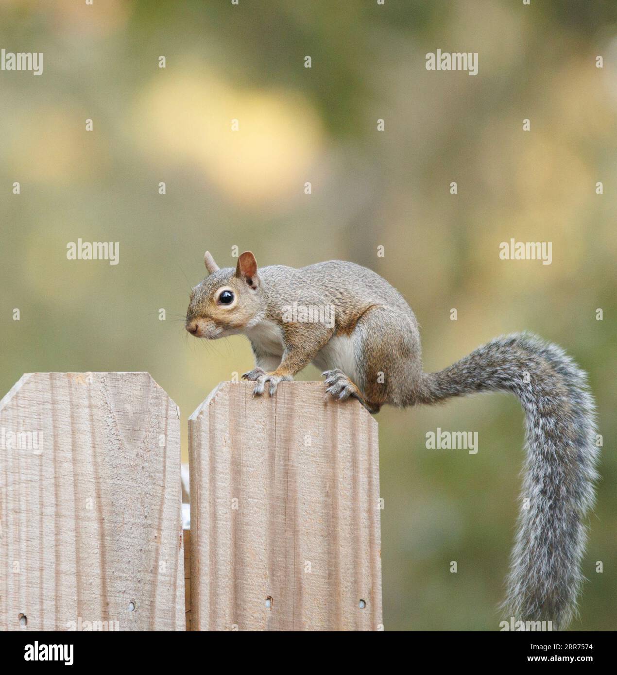 East texas hi-res stock photography and images - Alamy