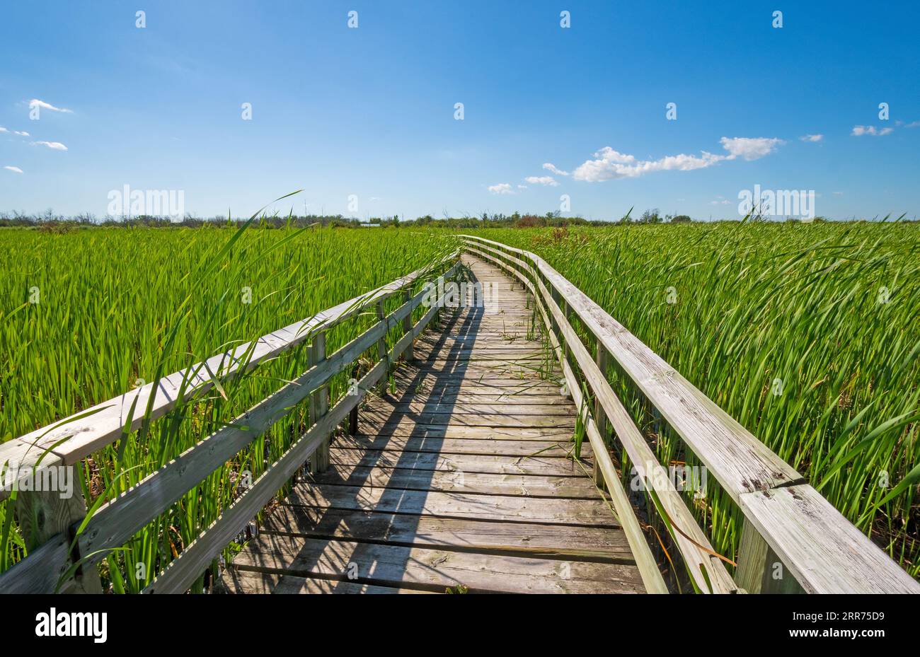 Boardwalk Through a Verdant Marshland in Hecla-Grindstone Provincial ...