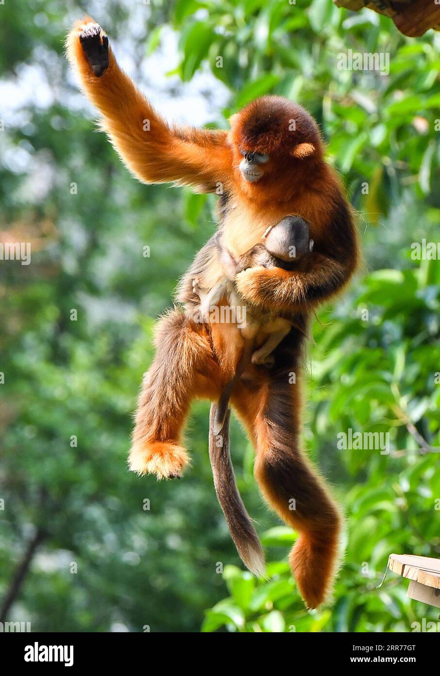 210317 -- GUANGZHOU, March 17, 2021 -- Female golden snub-nosed monkey ...