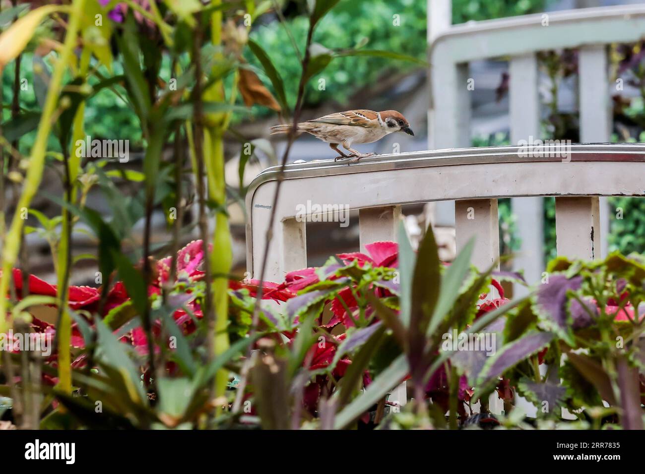 210318 -- MANILA, March 18, 2021 -- A sparrow stands on the art ...