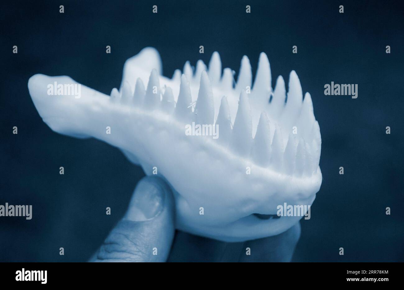 Art object printed on 3D printer. Man holding prototype lower jaw with ...