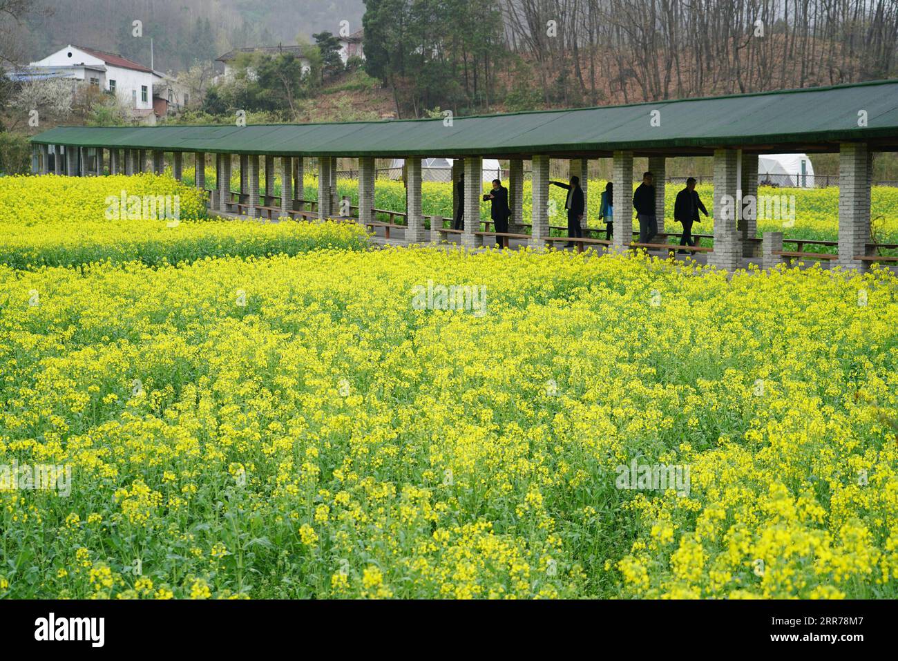 210320 -- ANKANG, March 20, 2021 -- Photo taken on March 17, 2021 shows ...