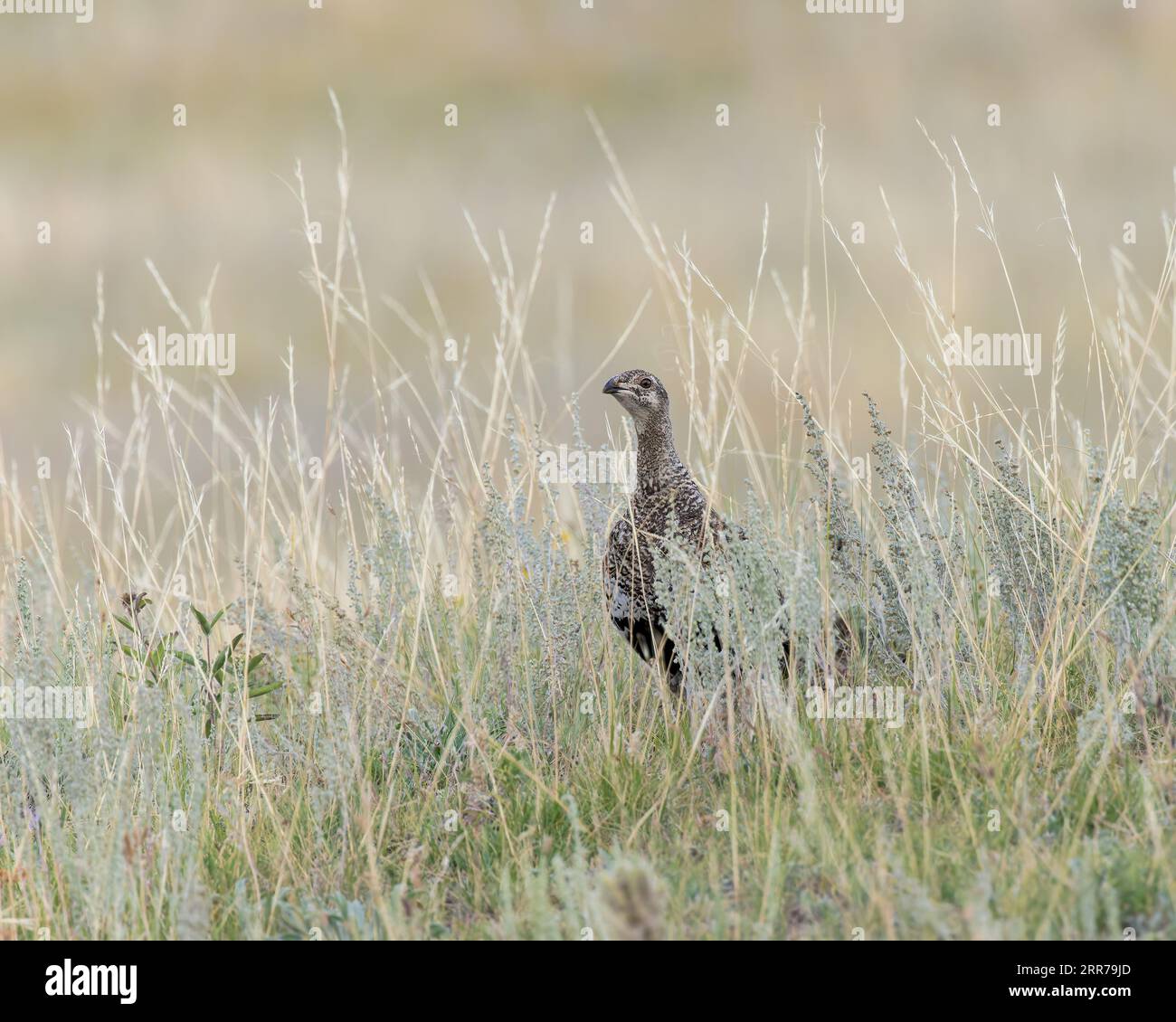 Prairie sage hi-res stock photography and images - Alamy