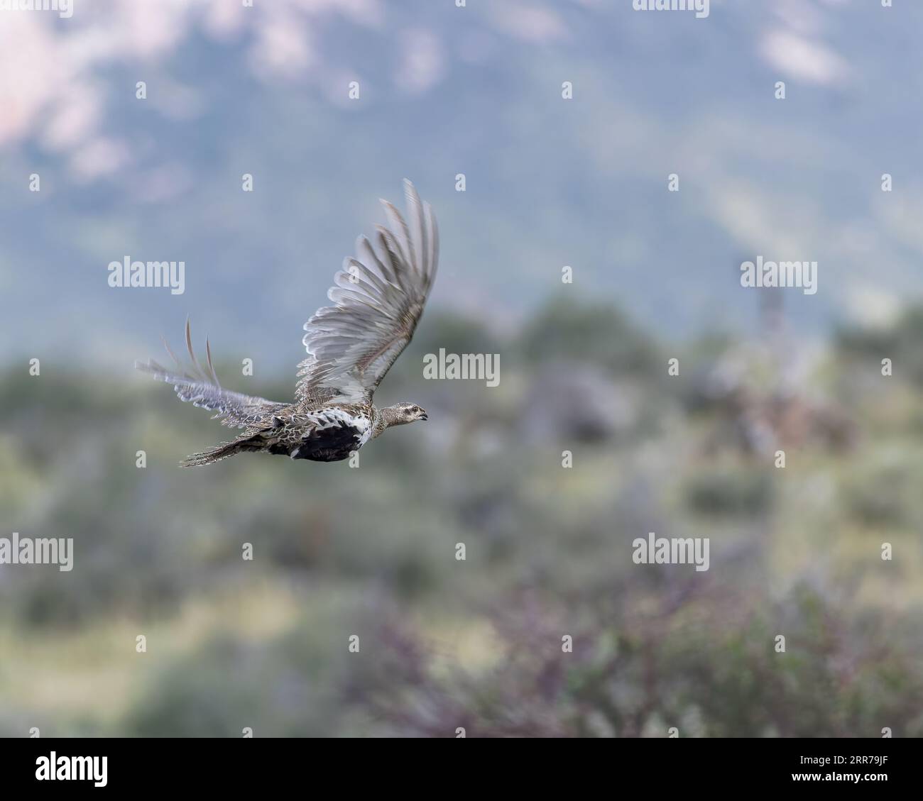Sage grouse courtship display hi-res stock photography and images - Alamy