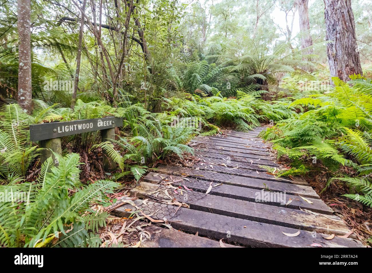 Part of the Two Bays Walking Track between Baldry's Crossing Picnic ...