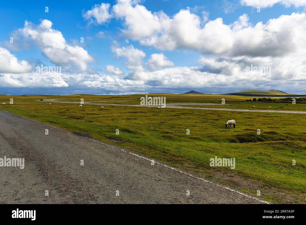 Road leads across high moor, meadow with free-roaming sheep, wide ...