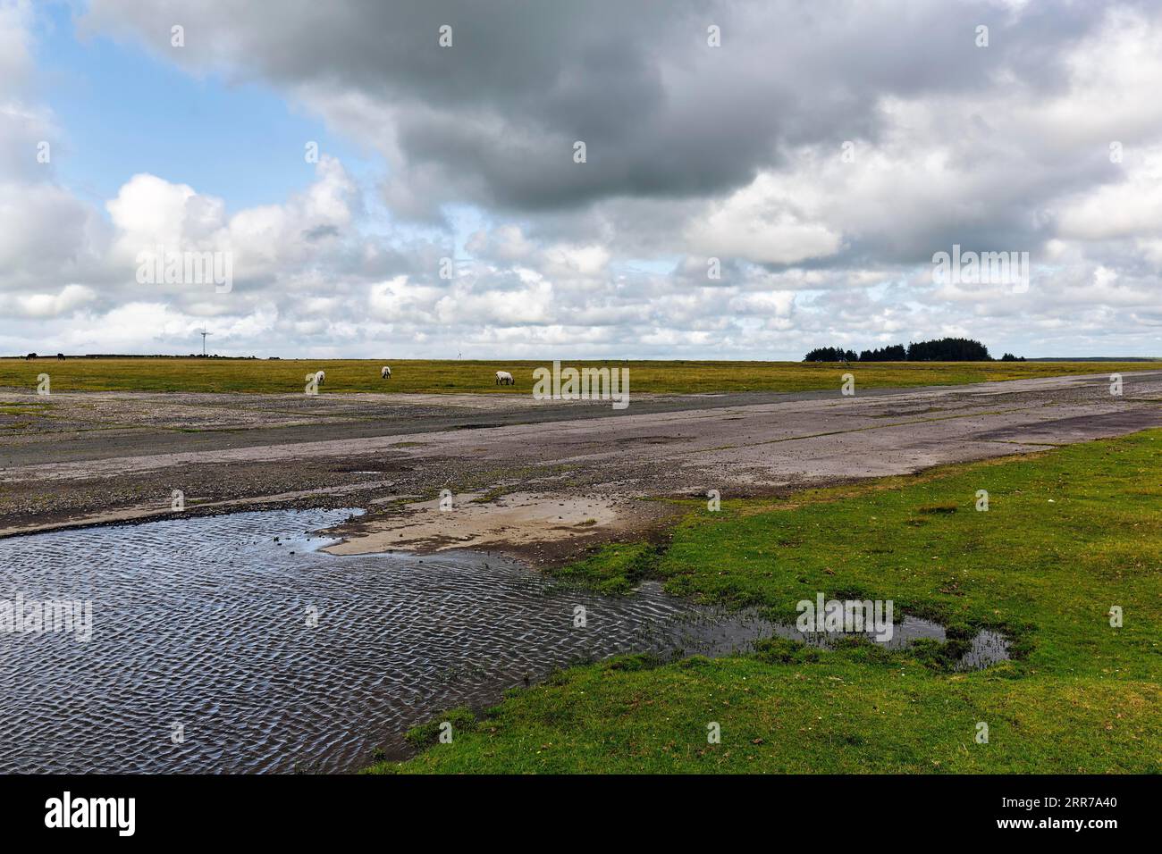 Road leads across high moor, meadow with free-roaming sheep, wide ...