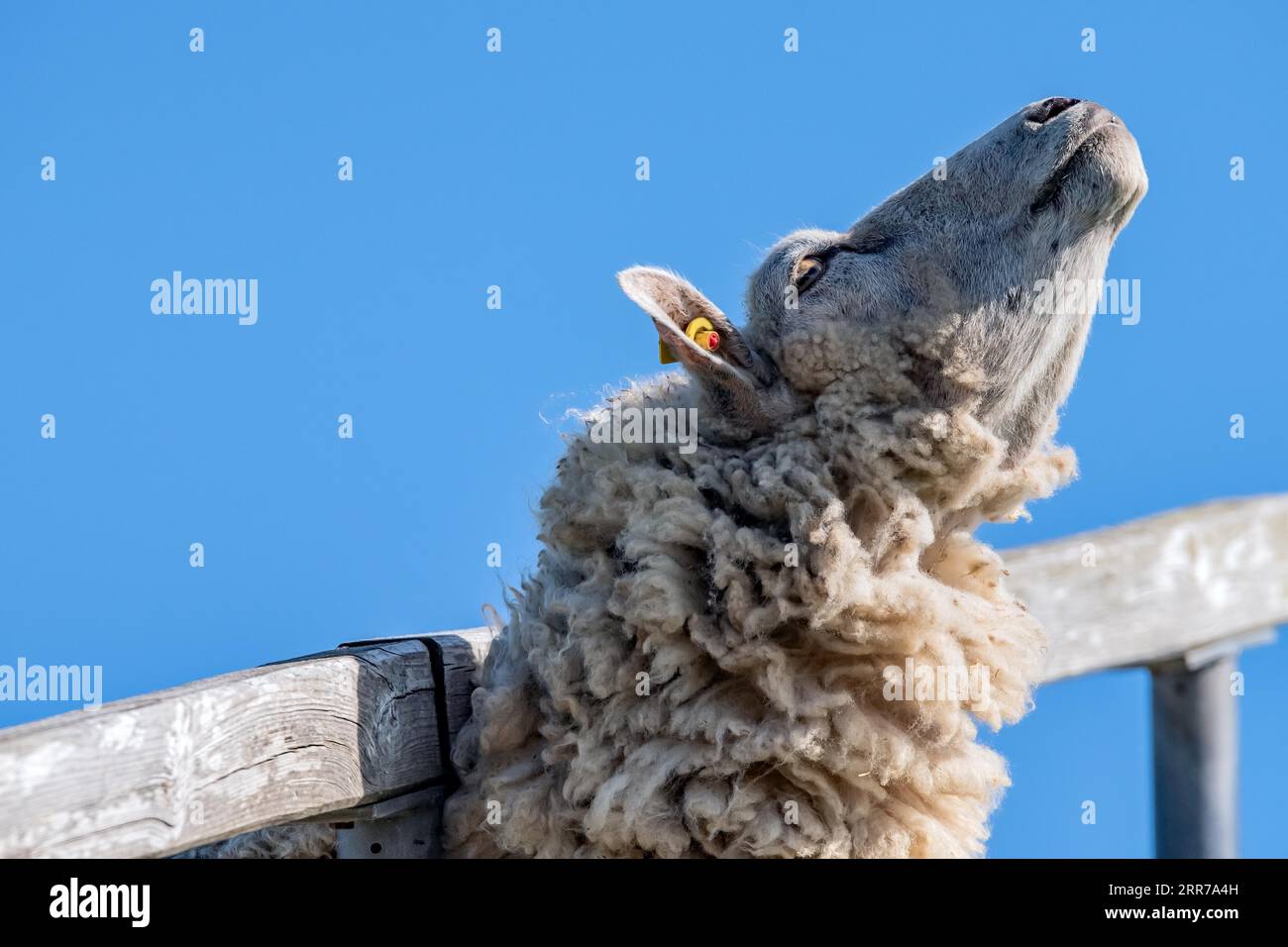 Grooming sheep hi-res stock photography and images - Alamy