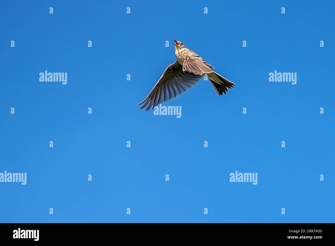 Crested Lark in Flight Stock Photo - Alamy