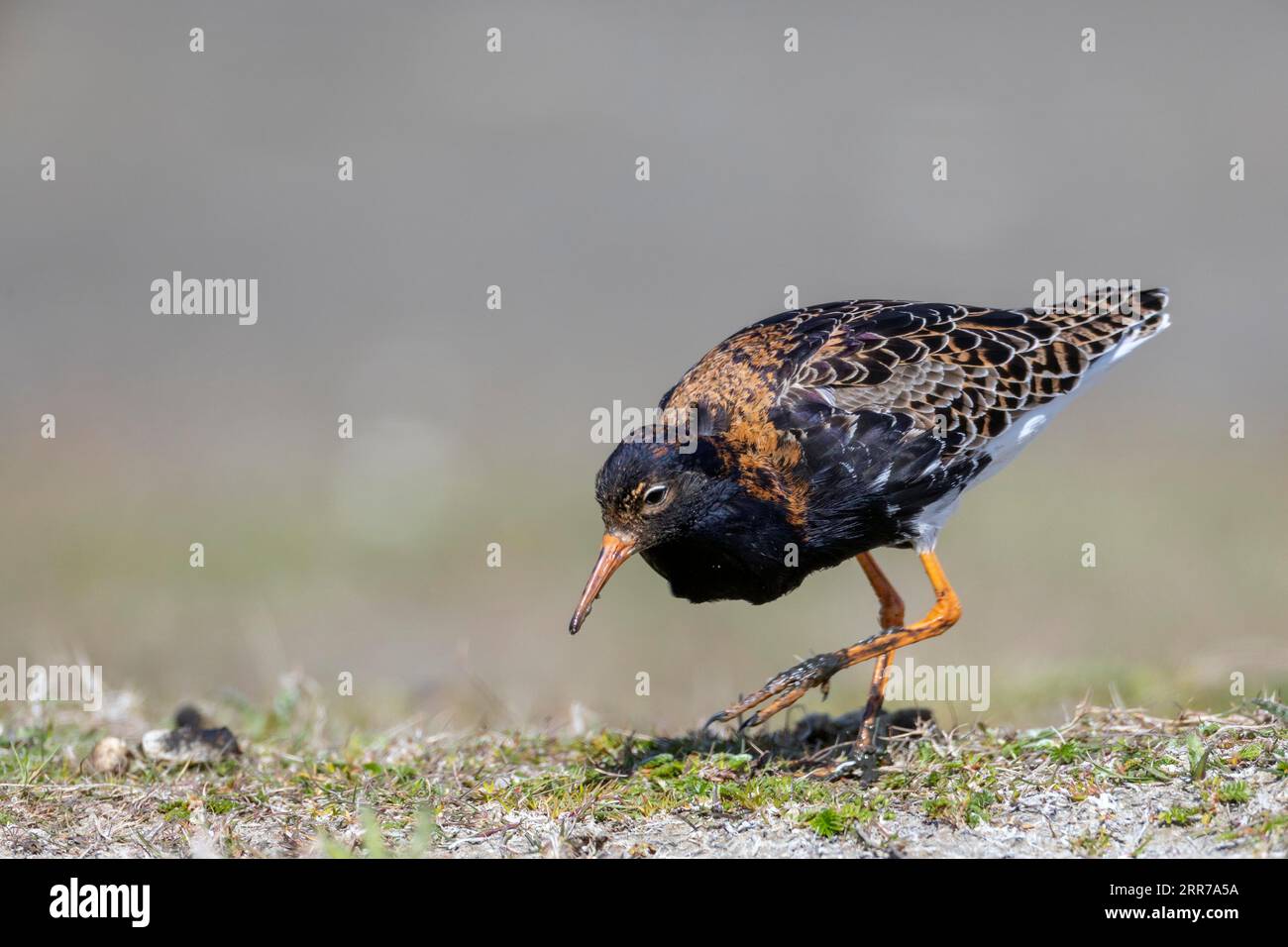 Ruff (Philomachus pugnax) breed once a year (Photo Ruff male in ...