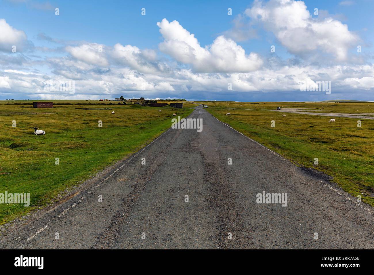 Road leads across high moor, meadow with free-roaming sheep, wide ...