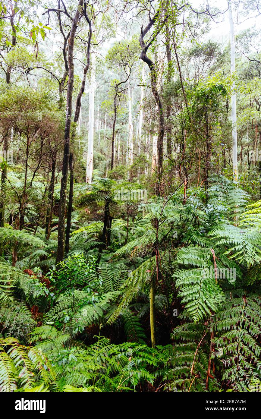 Victoria heavy rainfall hi-res stock photography and images - Alamy