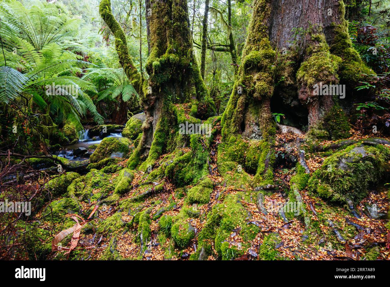 The stunning public Rainforest Gallery on the slopes of Mt Donna Buang ...