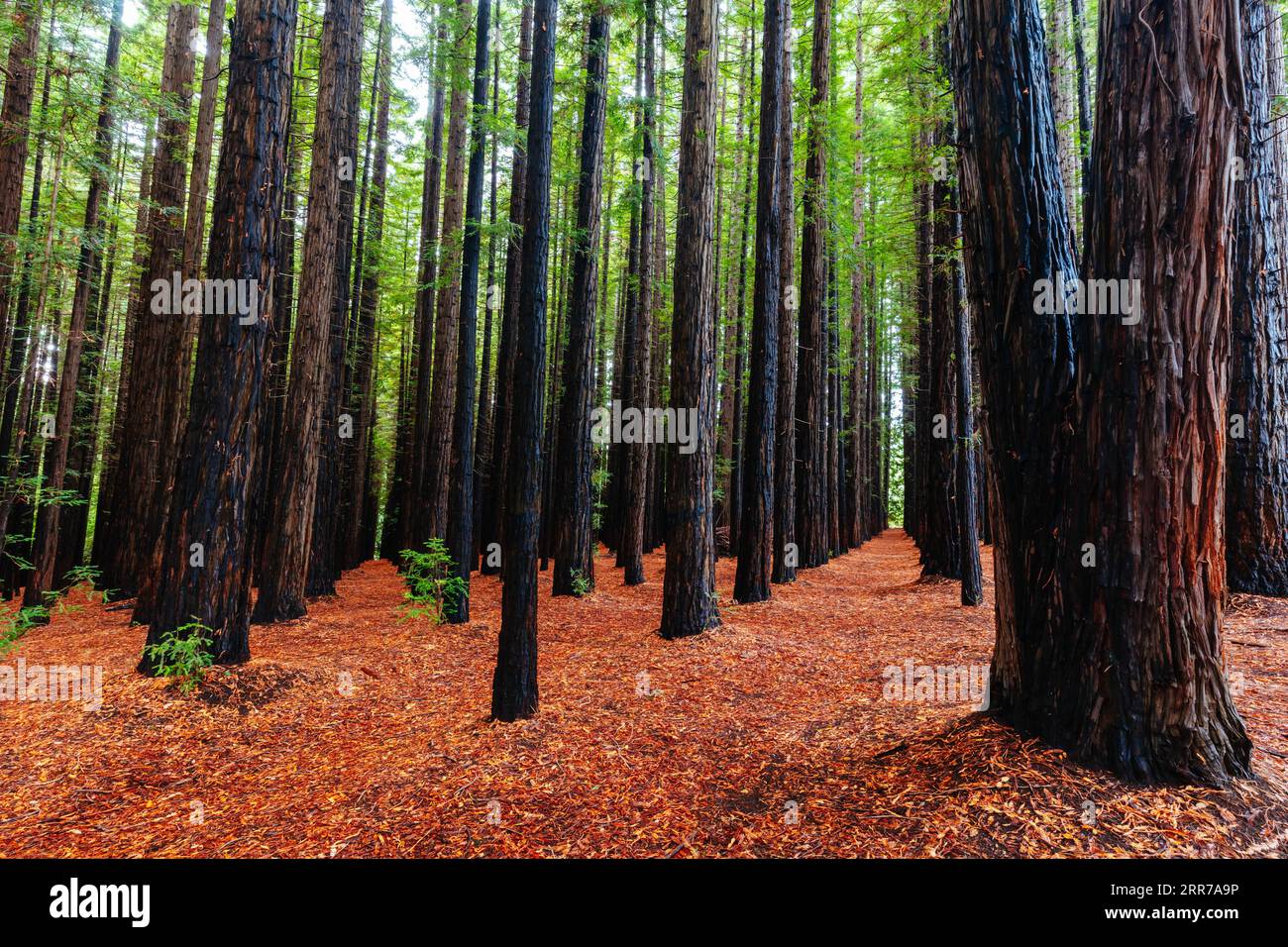 The tranquil Cement Creek Redwood Forest near Warburton in Victoria ...