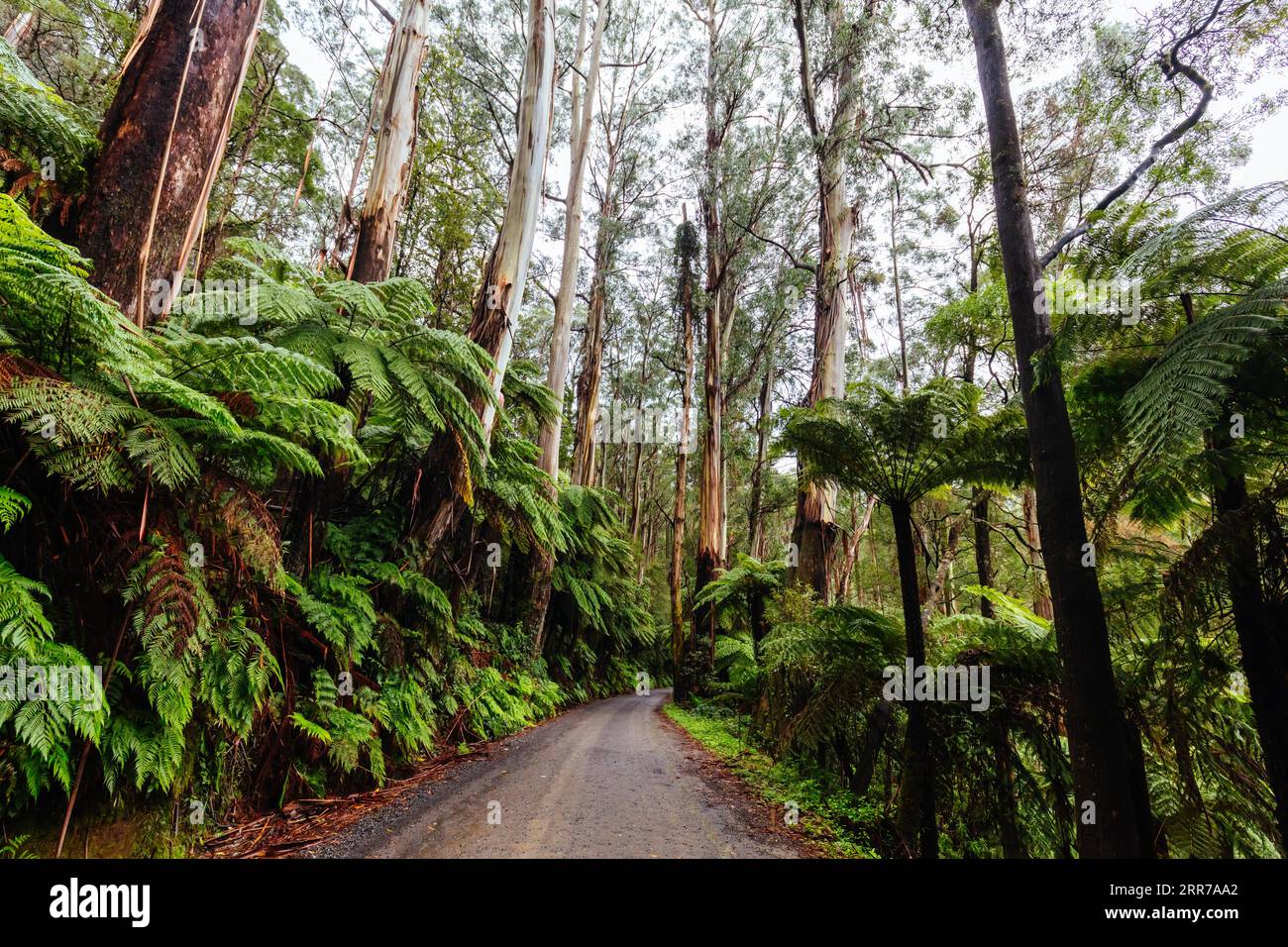 The lush ferny surroundings along Don Rd near Healesville, and ...