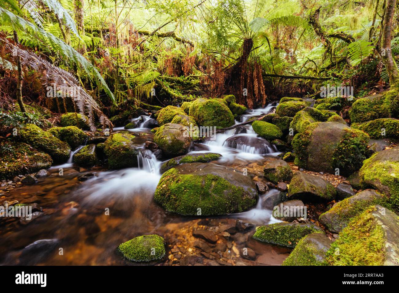 The stunning public Rainforest Gallery on the slopes of Mt Donna Buang near Warburton Victoria ...