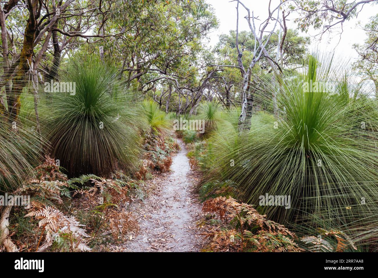 Part of the Two Bays Walking Track between Baldry's Crossing Picnic ...