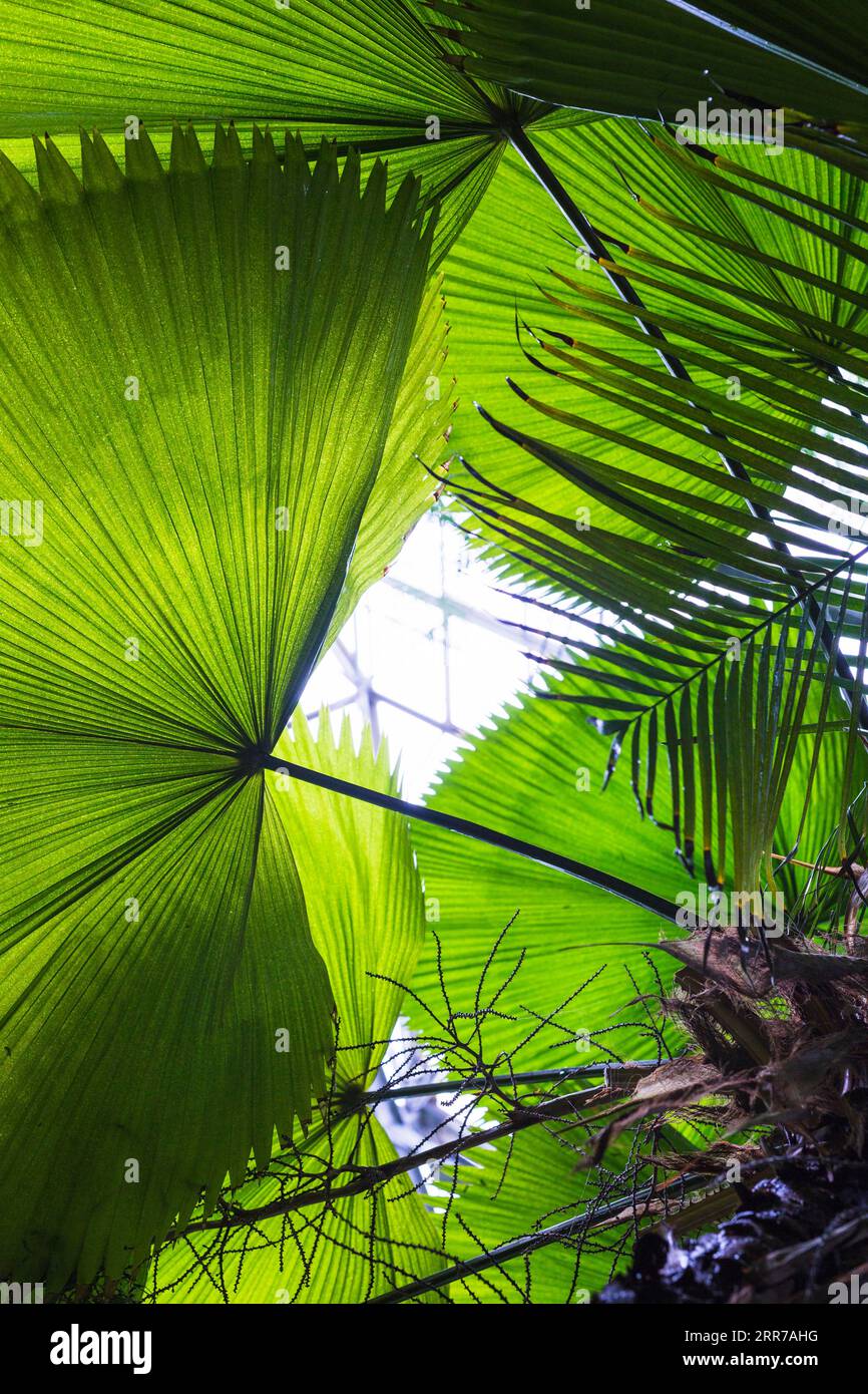 Palm fan palm hi-res stock photography and images - Alamy