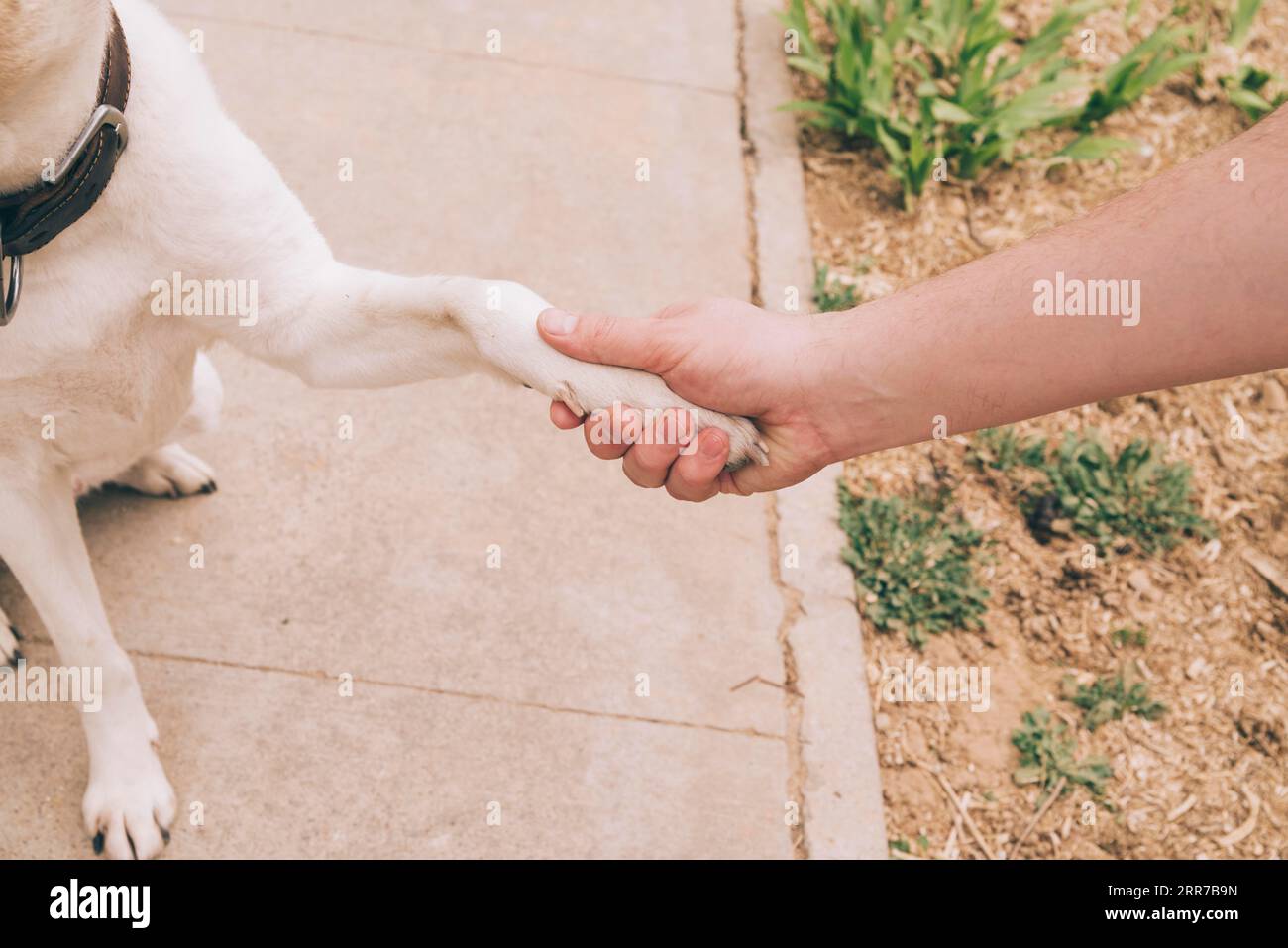 Paw dog human hand Stock Photo - Alamy