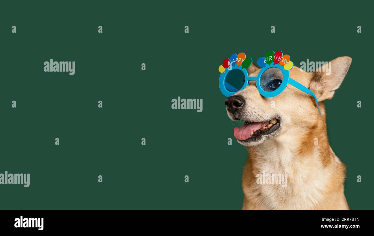 Smiley dog wearing cute glasses Stock Photo - Alamy