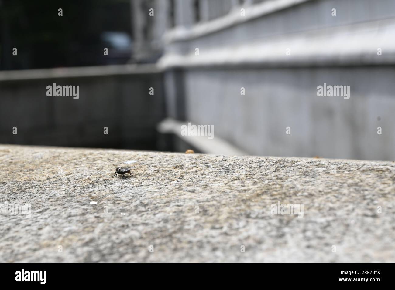 Stone bugs hi-res stock photography and images - Alamy