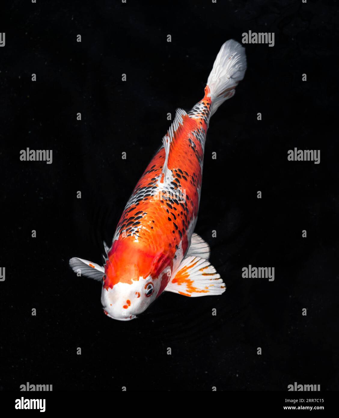 Koi fish top down hi-res stock photography and images - Alamy
