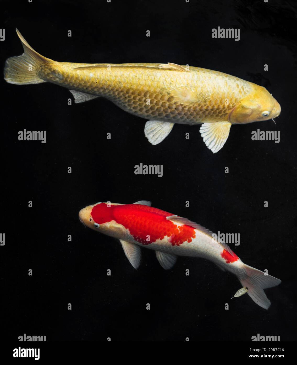 Top view colorful koi fishes 2 Stock Photo - Alamy