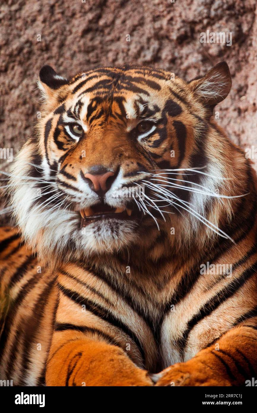 Tiger head bell hi-res stock photography and images - Alamy