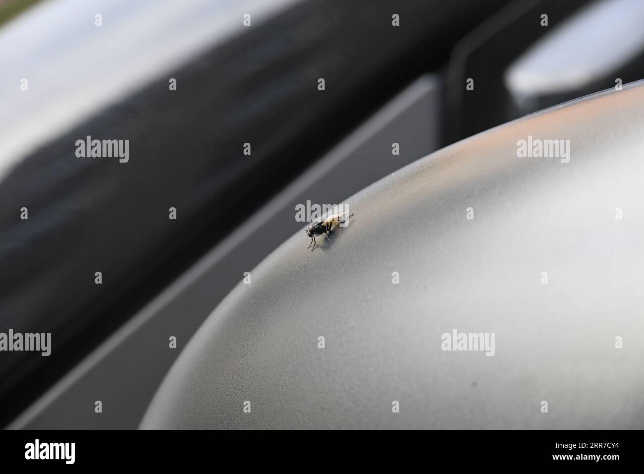 Side mirror bugs hi-res stock photography and images - Alamy