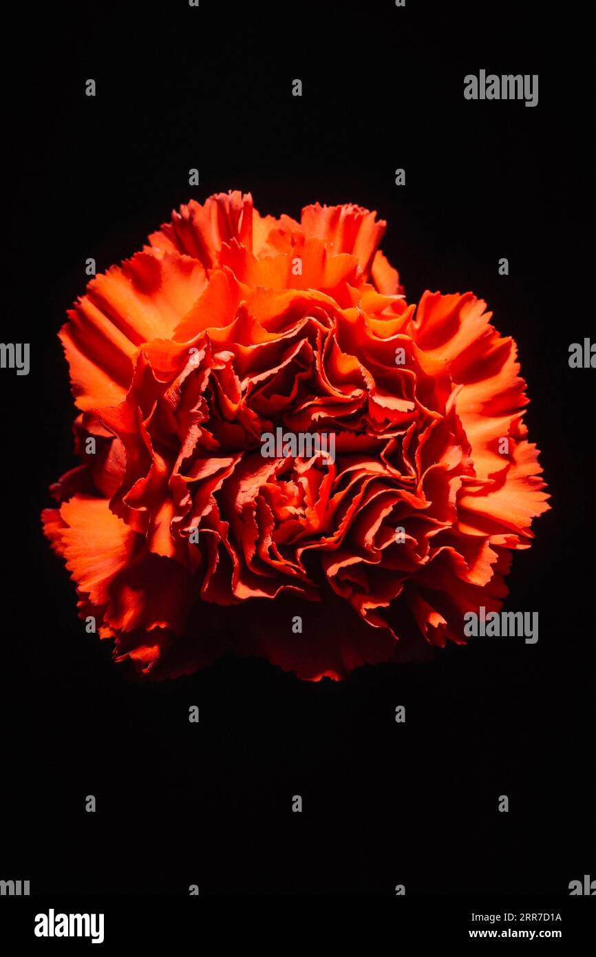 Carnation cutout hi-res stock photography and images - Alamy