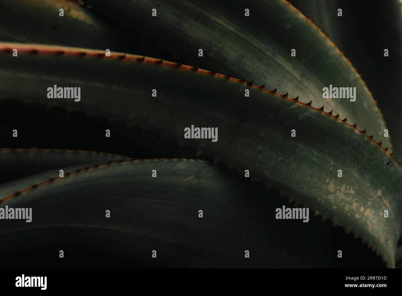 Aloe family hi-res stock photography and images - Alamy