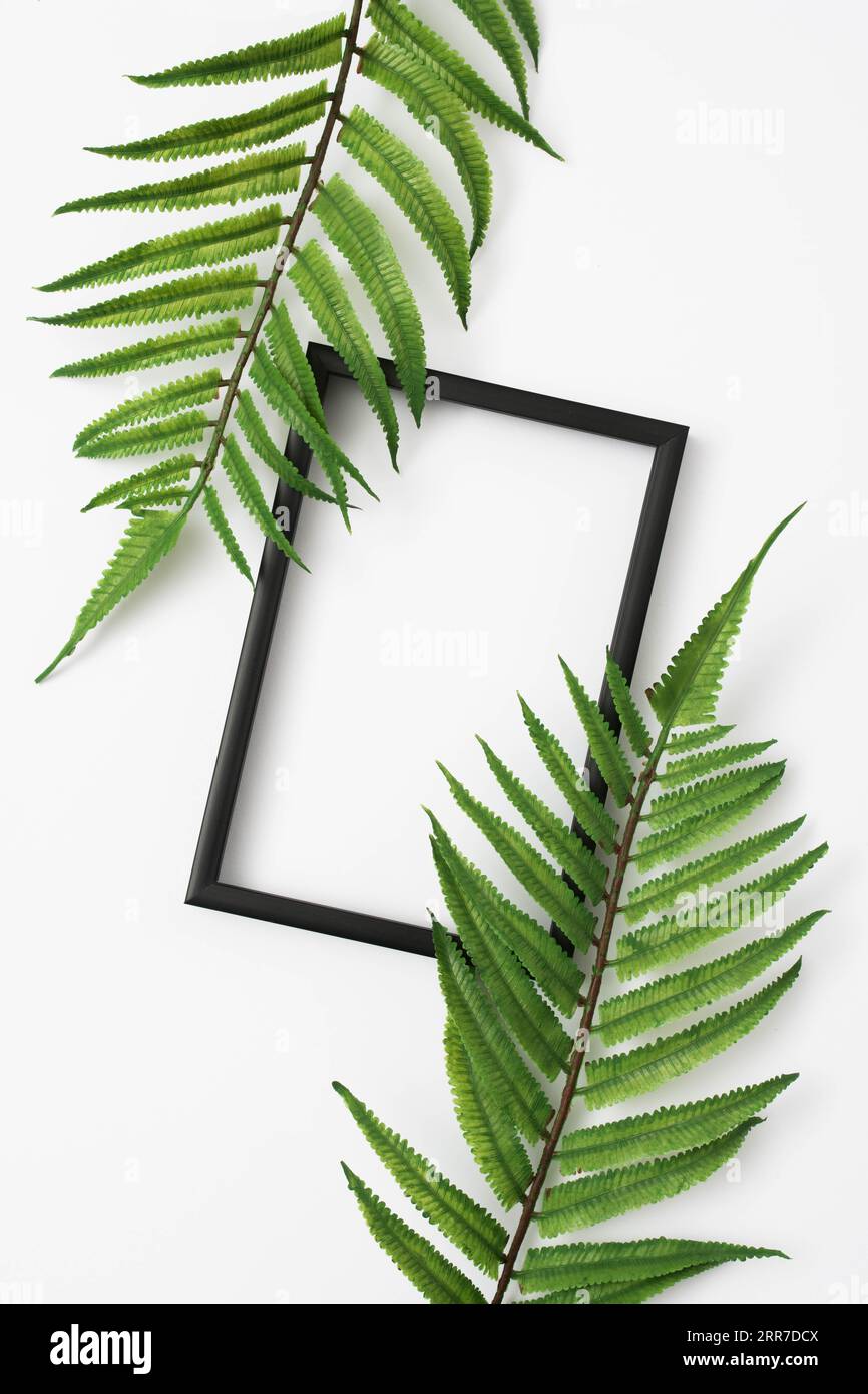 Fern leaves branch with wooden frame border white surface Stock Photo ...