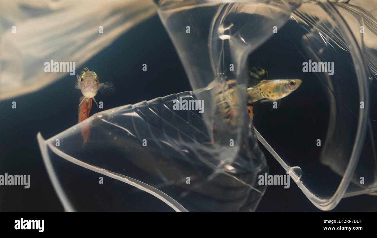 Fish trying avoid plastic materials Stock Photo - Alamy Fish trying avoid plastic materials Stock Photo - Alamy